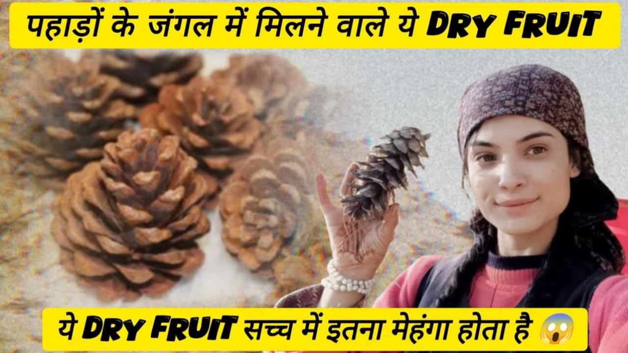जंगल में Free मिलने वाला सबसे मेहंगा Dry fruit 🤯 !! Himachal free ...