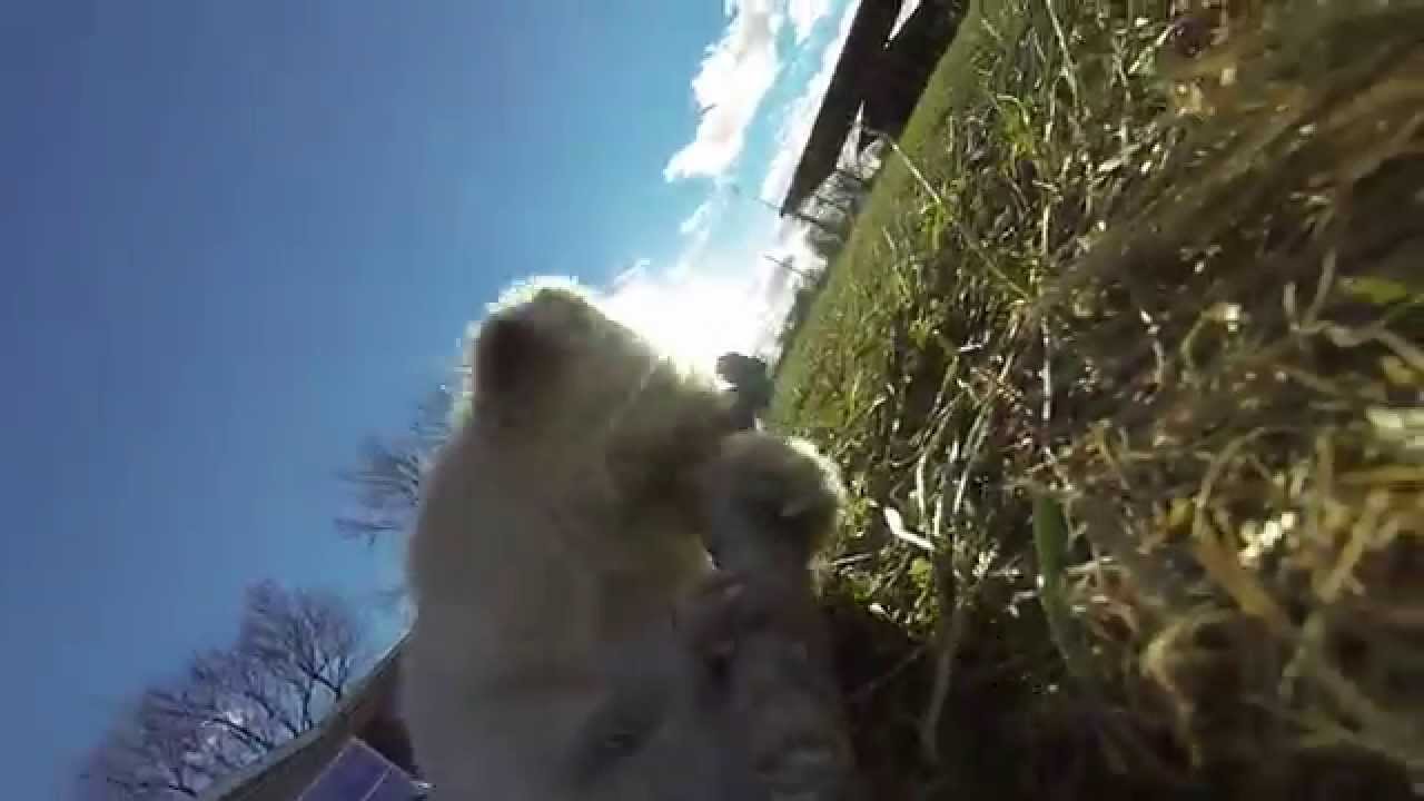 A day in the life of Kalo - YouTube