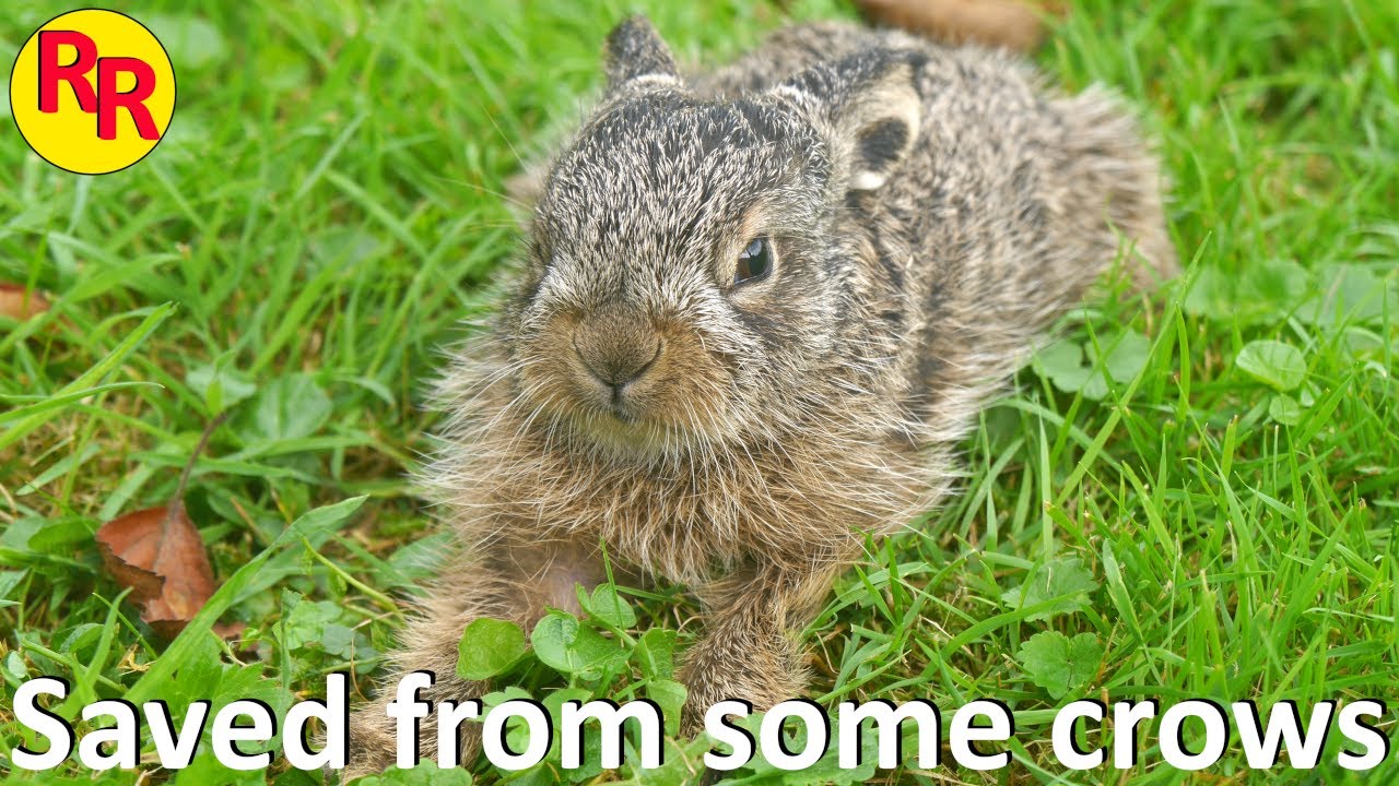 I saved a little hare from some crows - YouTube