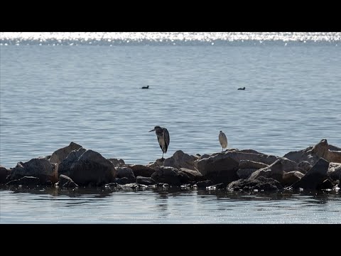 Reyhanlı Barajı kuş türü sayısını artırdı