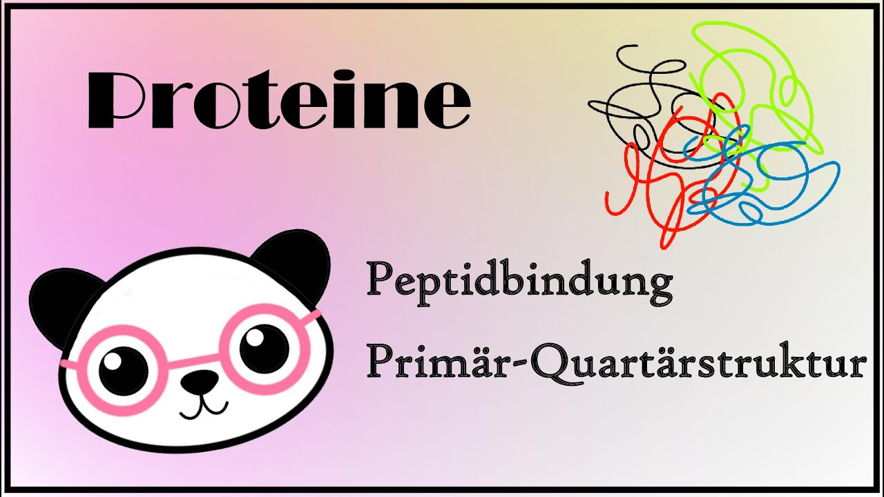 Proteine: Peptidbindung & Strukturen (Biologie) - YouTube