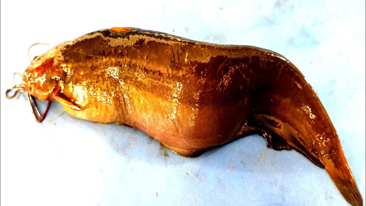 KASIMEDU ️ SPEED SELVAM | GIANT SHING FISH CUTTING | IN KASIMEDU ...