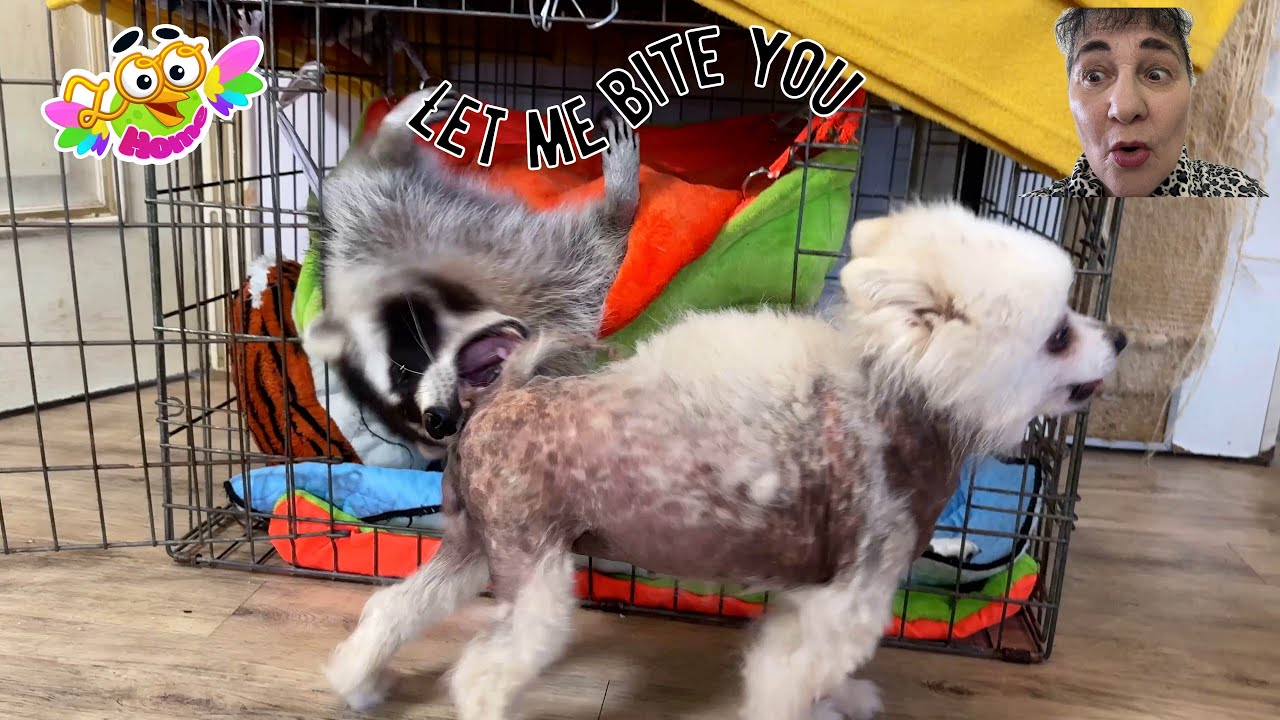 The dog Lucia trusts the raccoon to bite his most valuable and ...