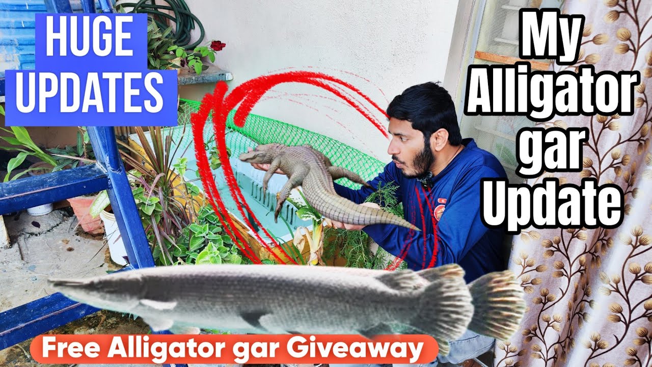 alligator Gar Giveaway & My Alligator gar, Sharks Update - YouTube