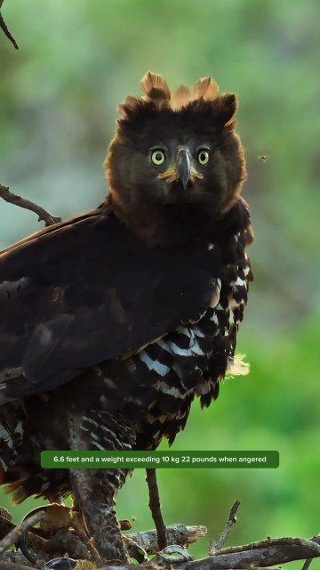 Rare Footage: Terrifying Truth About Africa's 'Killer Eagle - YouTube