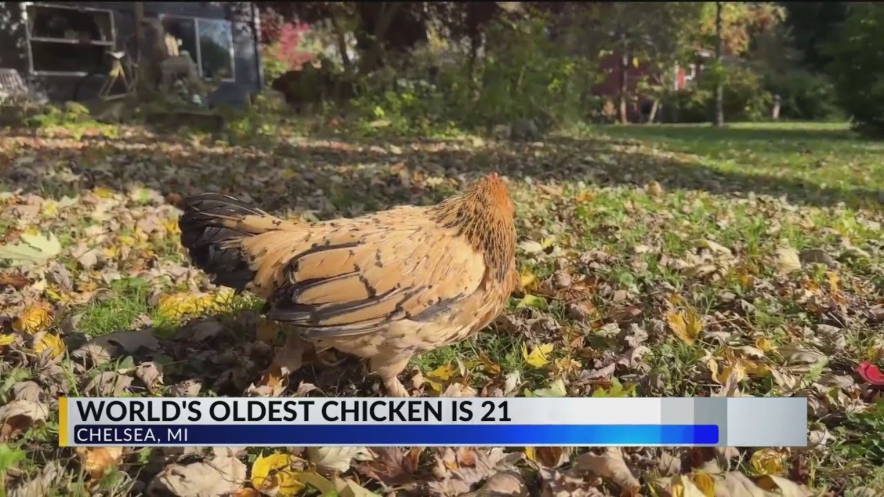 World's oldest chicken - YouTube