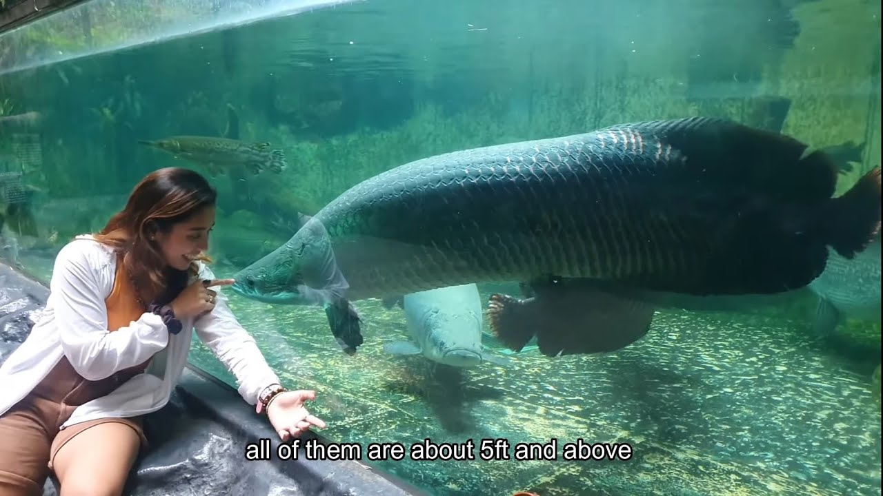 Massive Monster Fish I've Ever Seen - YouTube