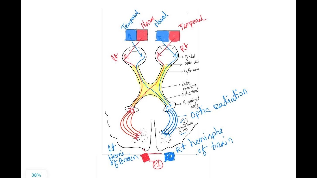 Visual Pathway // Neuro-anatony . - YouTube