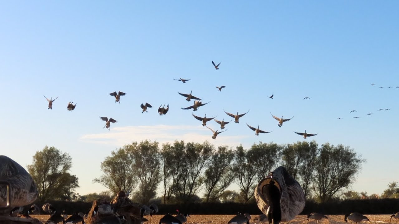 GOOSE HUNTING NZ - hundreds of geese & ducks! - YouTube