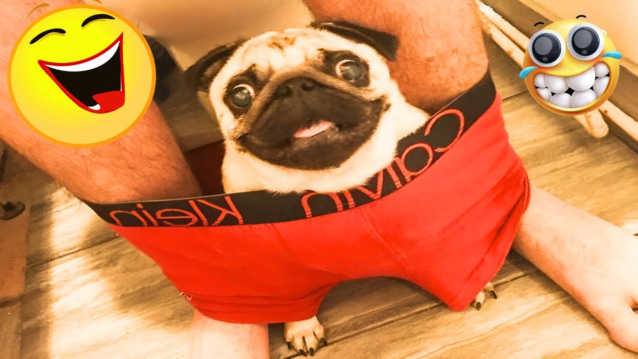 Epic Dog Fails & Reactions! 😂 Try Not to Laugh Challenge - YouTube