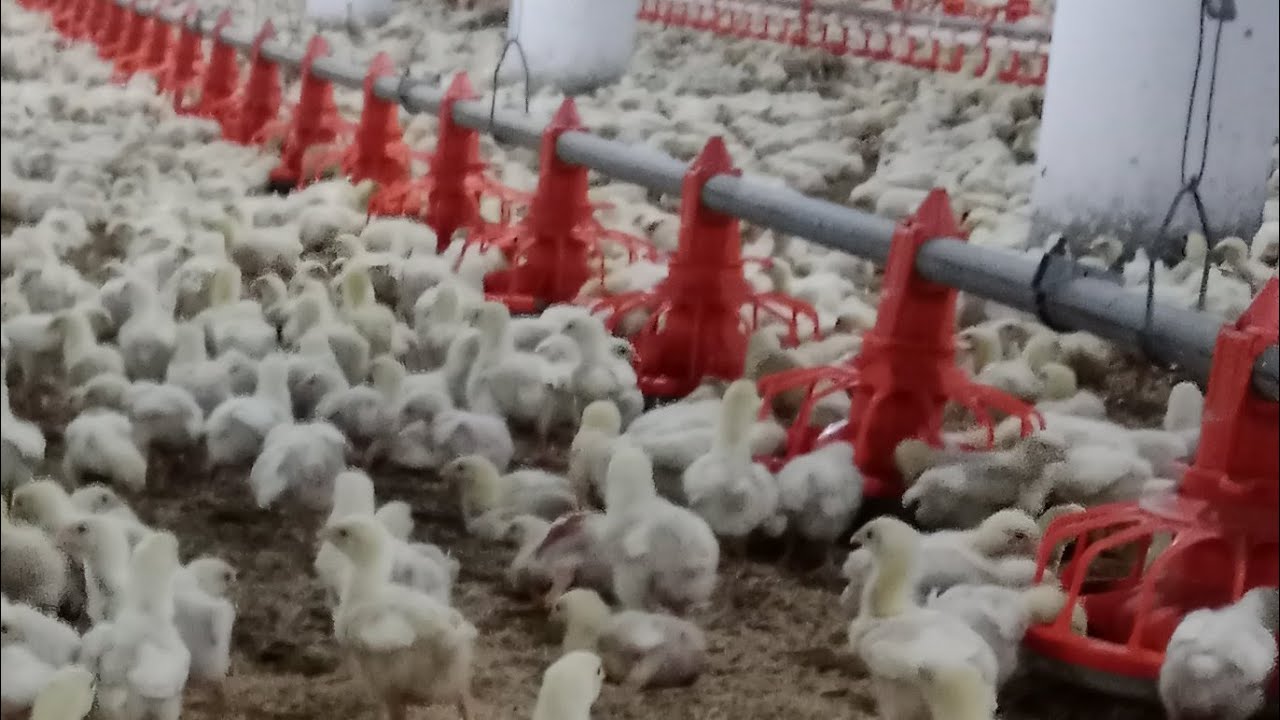 How to raise Broiler hens - YouTube