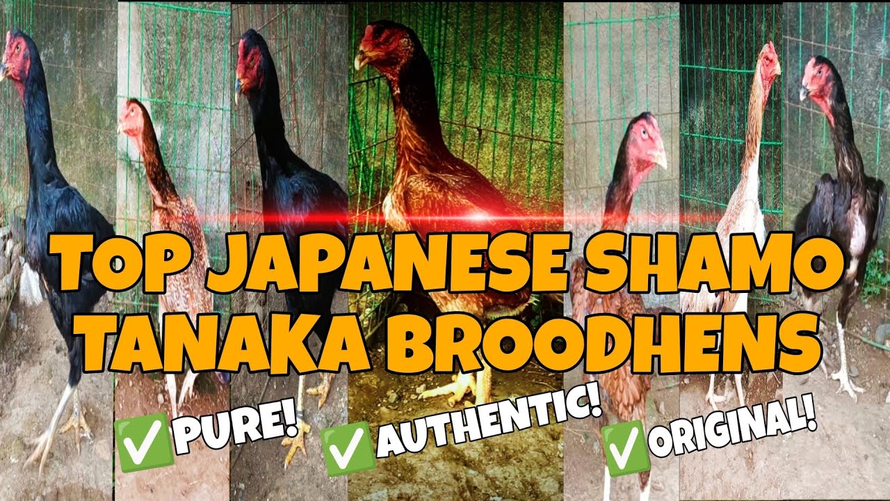 Top Japanese Shamo Tanaka Broodhens of JUBIE ALEJANDRO | PURE ...