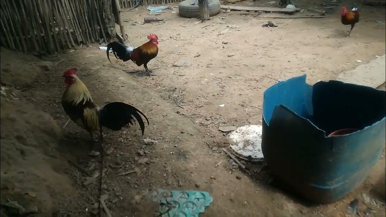 qaib dib qua zoo - YouTube