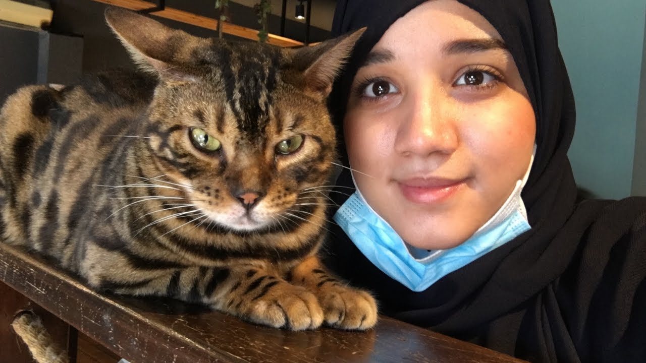 My Visit to a Cats Café in KSA-VLOG ☕😻 - YouTube