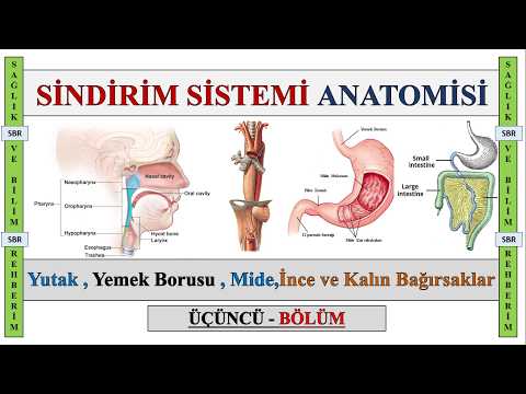 3- Sindirim Sistemi Anatomisi , Yutak , Yemek Borusu , Mide , İnce ve Kalın Bağırsaklar , Bölüm 3