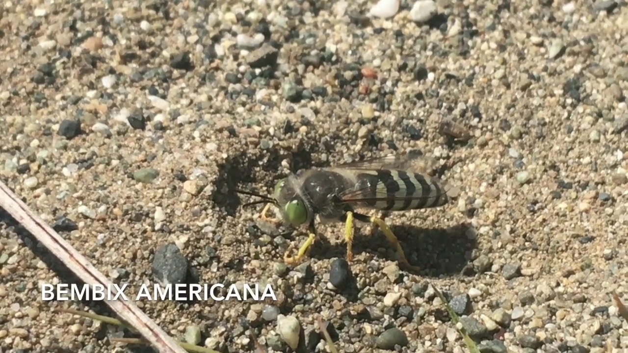 Bembix americana - Western Sand Wasp - YouTube