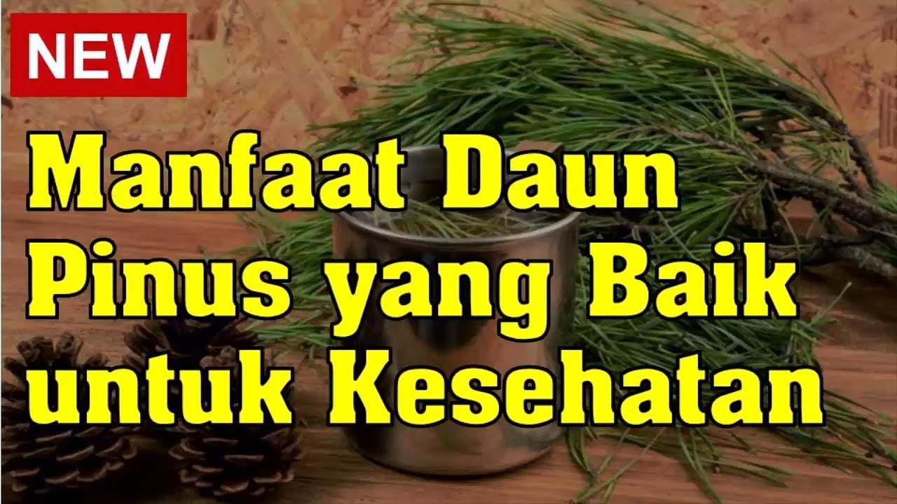 Manfaat Daun Pinus yang Baik untuk Kesehatan - YouTube