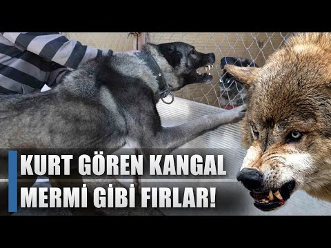 Kangal Kurdu Boğmadan Bırakmaz! / AGRO TV HABER
