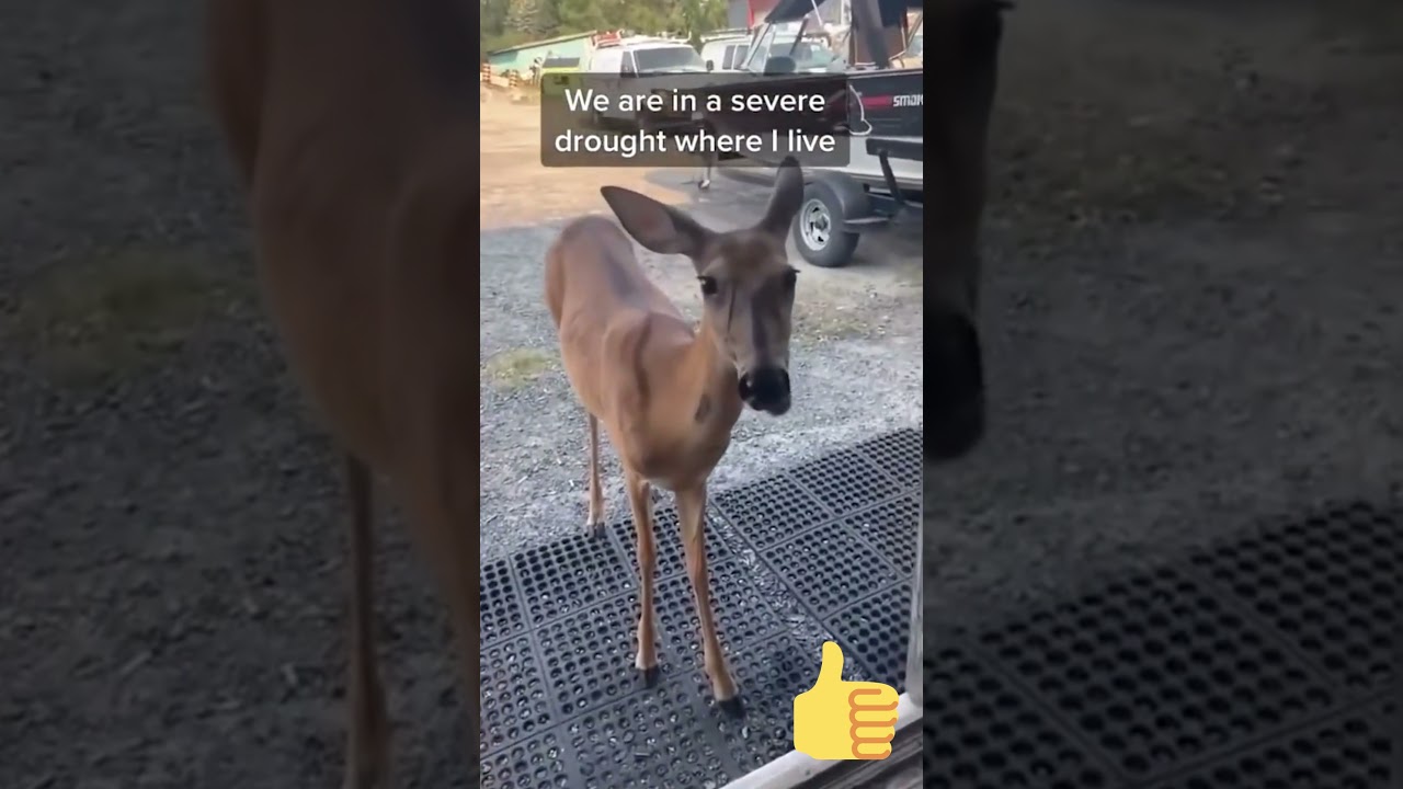 ANIMAL RESCUE. Family Saving a Starving DEER and Refeeding #shorts ...