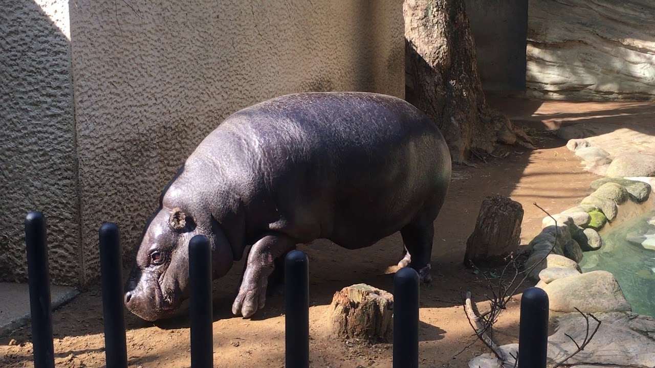 Pygmy Pygmy hippopotamus＠Ueno-zoo Tokyo Japan - YouTube