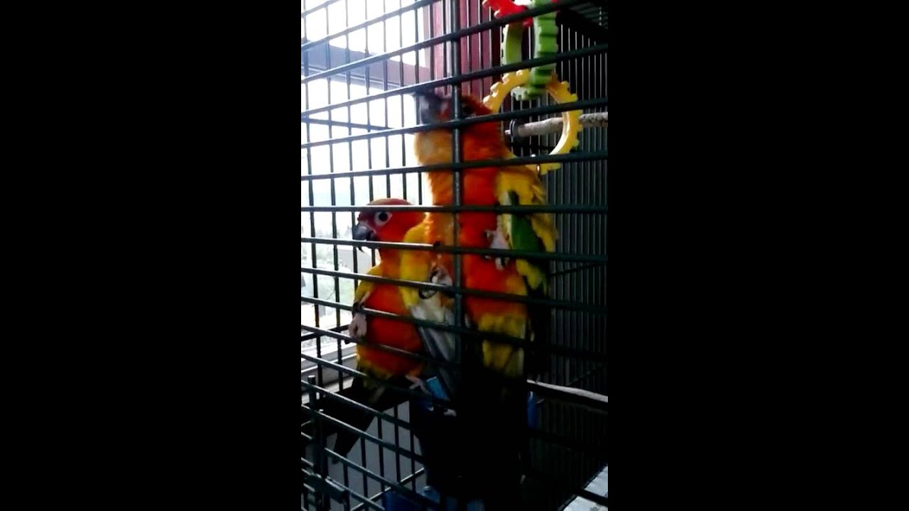 Sun Conures mating - YouTube