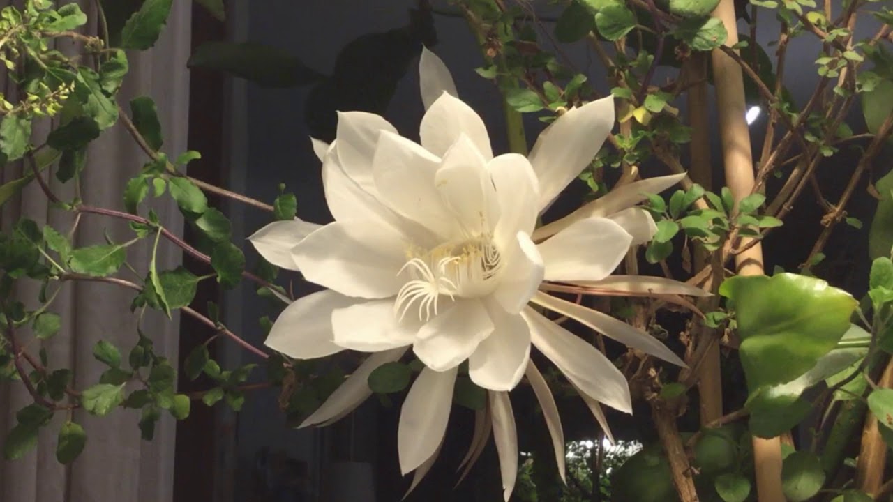 Brahma Kamala flower Antwerp, Belgium on 21 August 2017 - YouTube