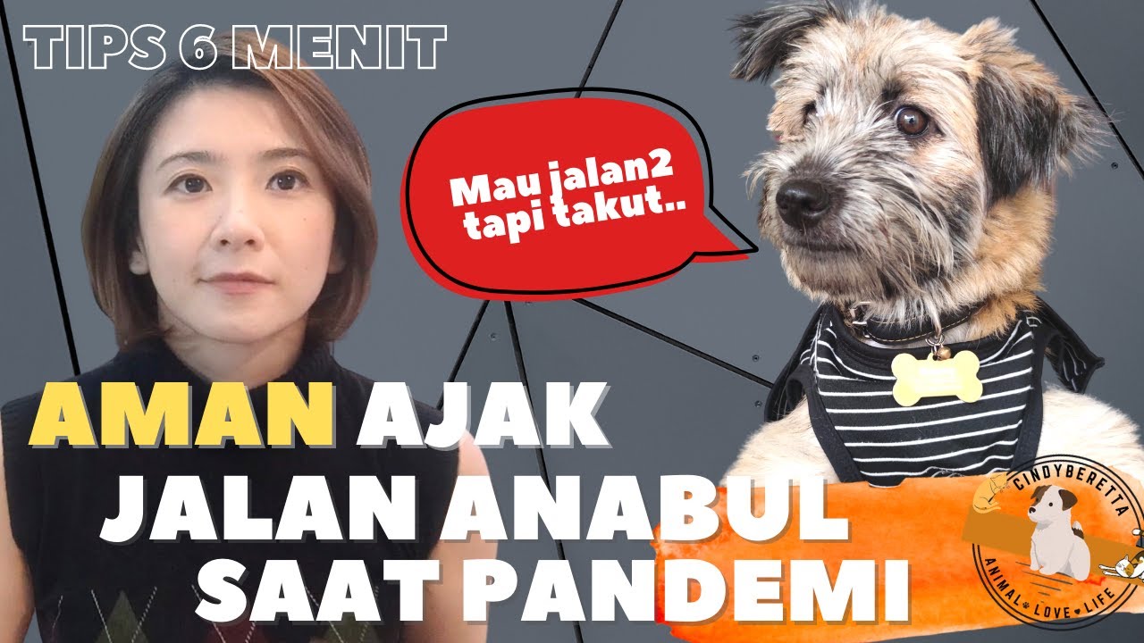 TIPS Ajak Jalan ANABUL dengan AMAN di saat PANDEMI | Tips | Dogs - YouTube
