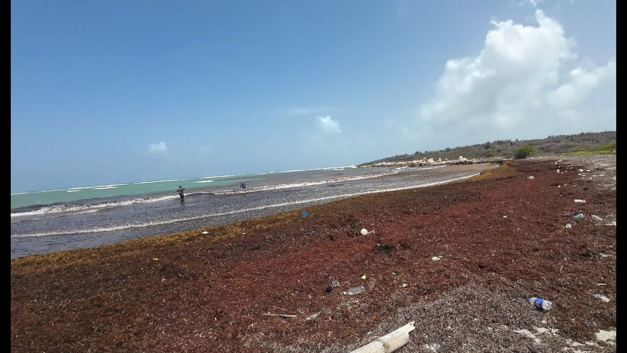 Hunting Small Fish but SARGASSUM WEED Taking over the entire South ...