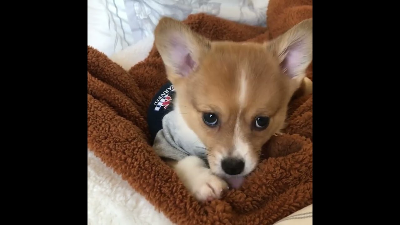 Simba 🐶 - YouTube