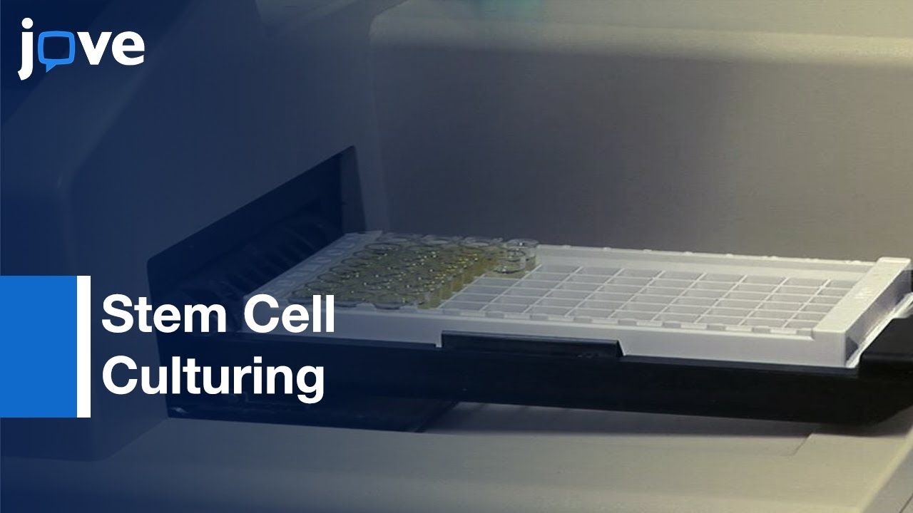 Culturing Human Embryonic Stem Cells and Induced Pluripotent Stem Cells ...