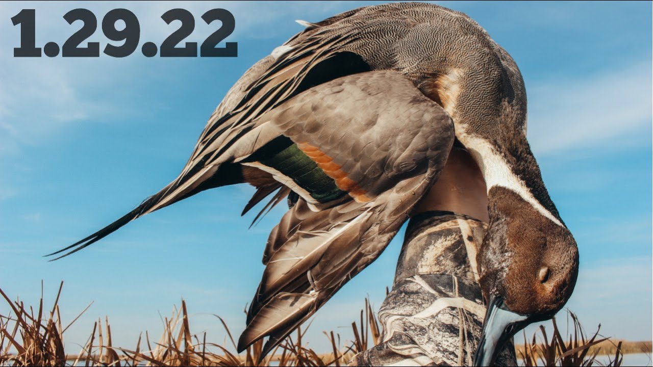 Afternoon Pintail | CA Duck Hunting - YouTube