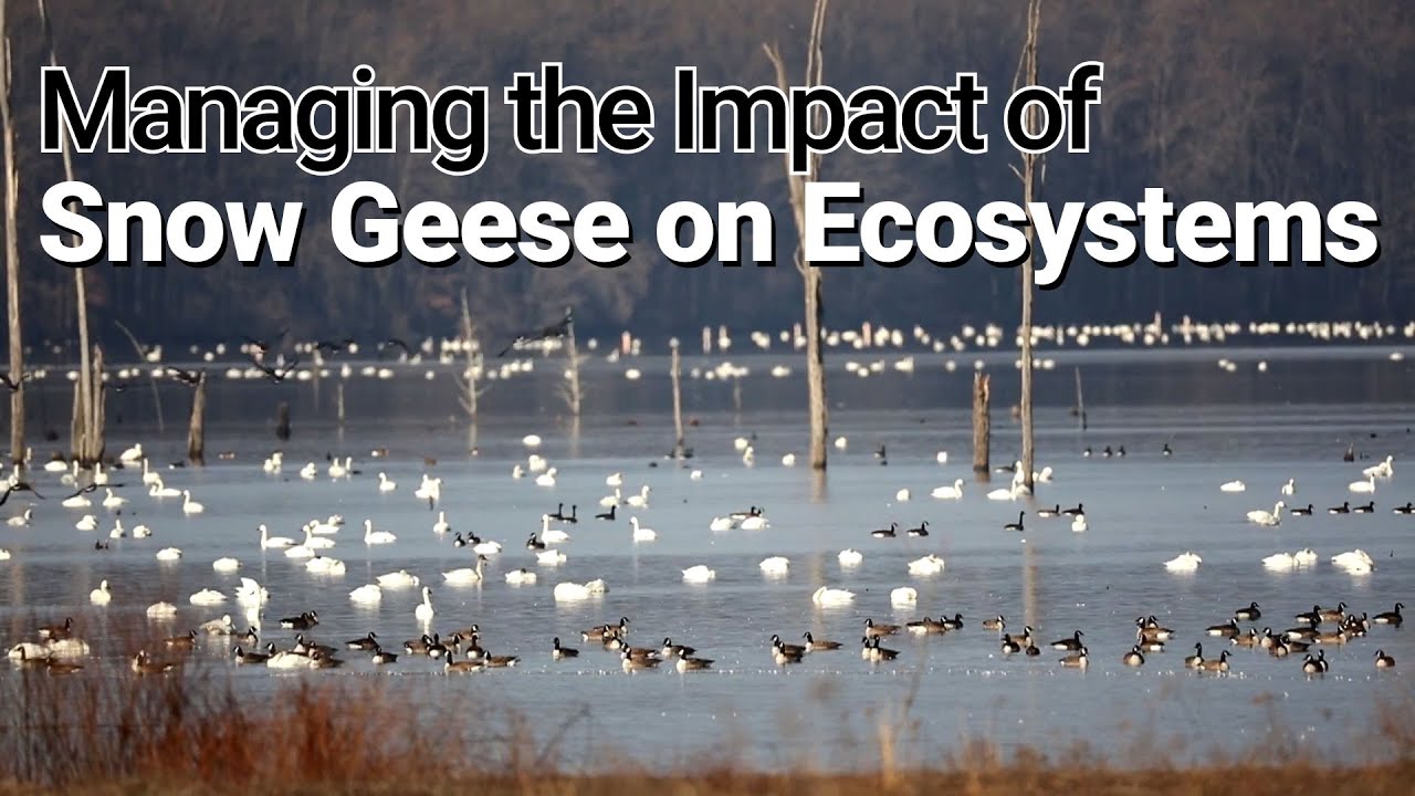【Camojojo】Managing the Impact of Snow Geese on Ecosystems - YouTube