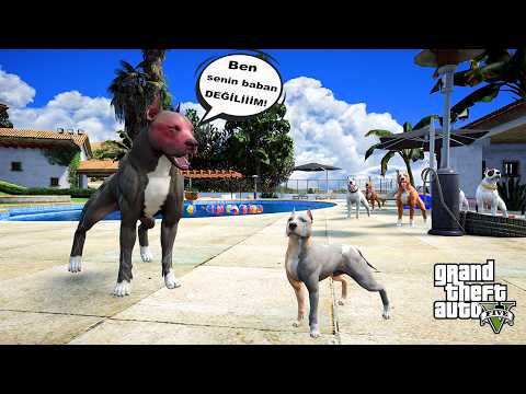 BABASI YAVRU PİTBULL KASIRGA'YI HİÇ SEVMİYOR! - GTA 5 PİTBULL'UN HAYATI
