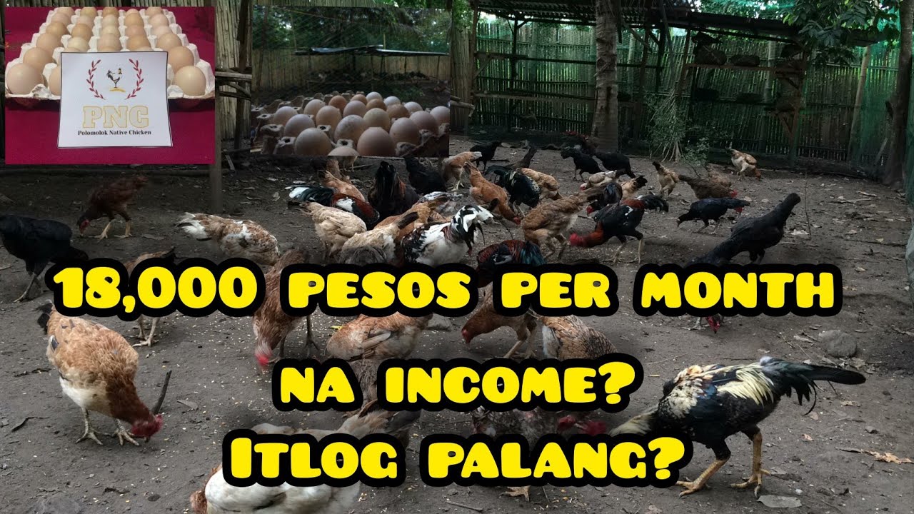 PWEDENG KITAIN SA ITLOG NG NATIVE CHICKEN | SAAN PWEDENG IBENTA ANG ...