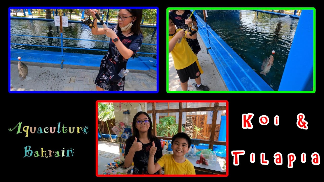 Episode 21 Koi & Tilapia Fish Farm in Bahrain │ Beautiful Bahrain │ 4K ...