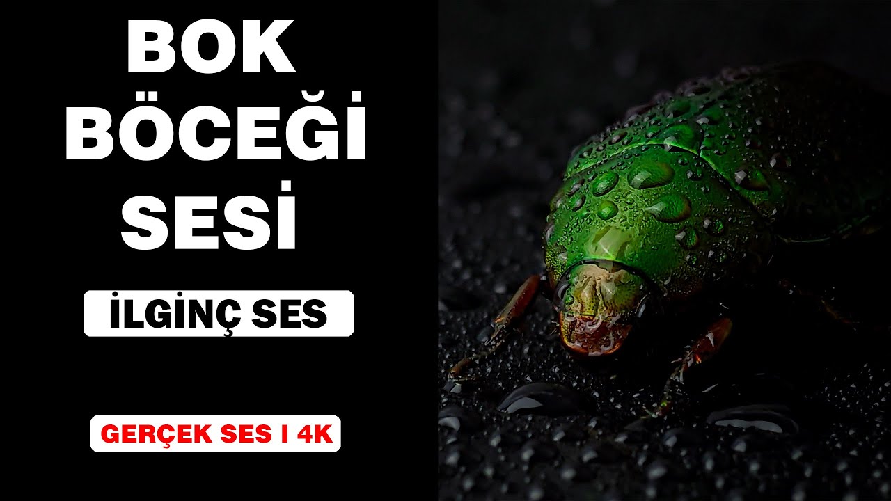 Gerçek Bok Böceği Sesleri | Yüksek Kalite | İlginç Bok Böceği Sesi ...