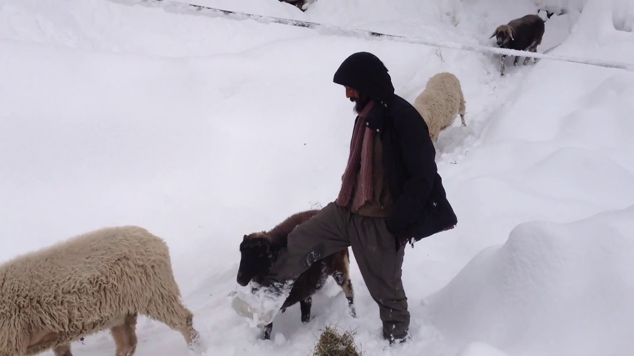 Snow | Winter in Kinnaur | Ribba Village | 2020 - YouTube