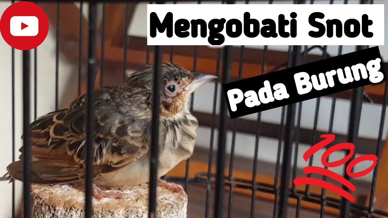 Cara Mengobati Snot Pada Burung || Ampuh Dengan Obat Ini ...