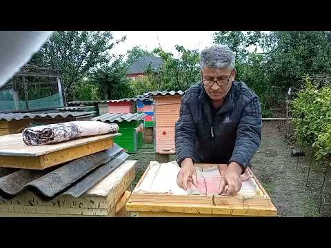 Ana arı qəfəsini açmazdan əvvəl nə etməlil.