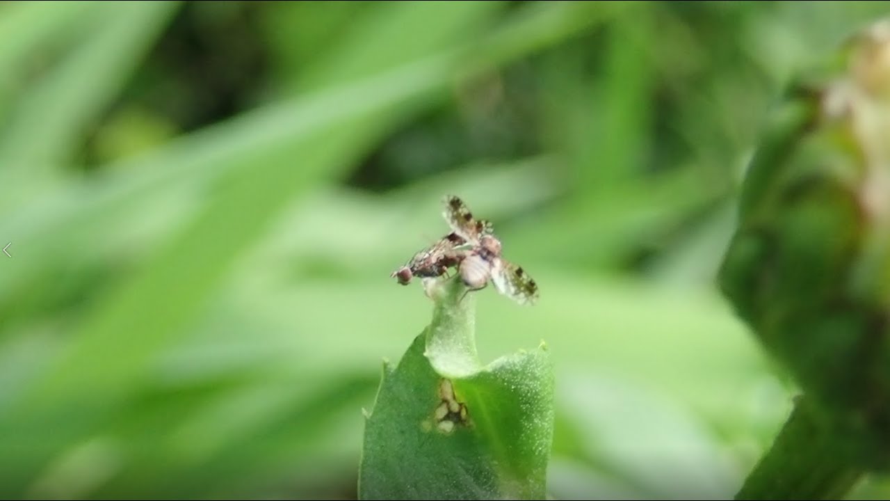 Wing waving flies - YouTube