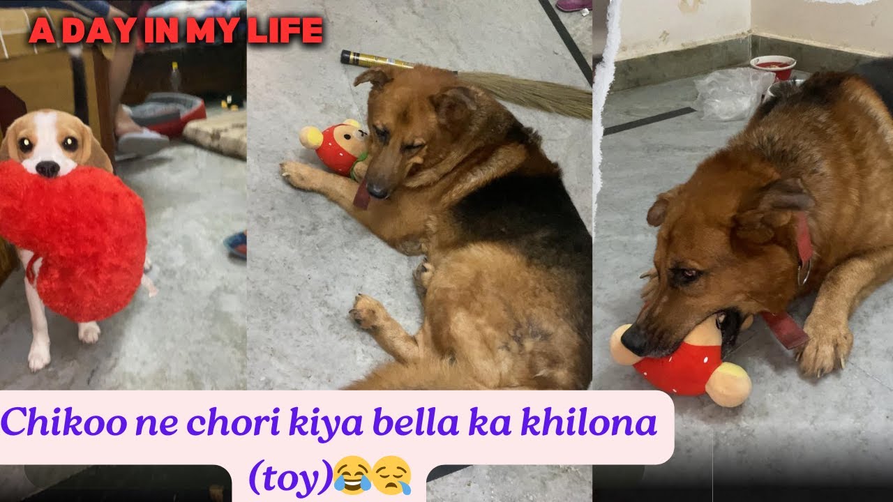 Chikoo ne Bella k toys chura lia hai😅chikoo take Bella’s 🧸 #dog #beagle ...