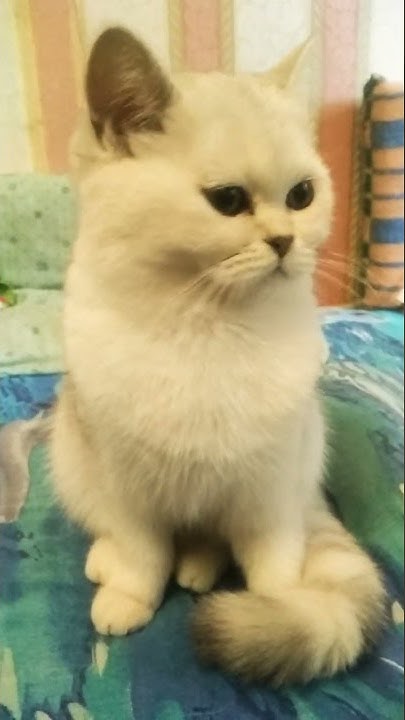 Котек. Другого названия не придумал. - YouTube