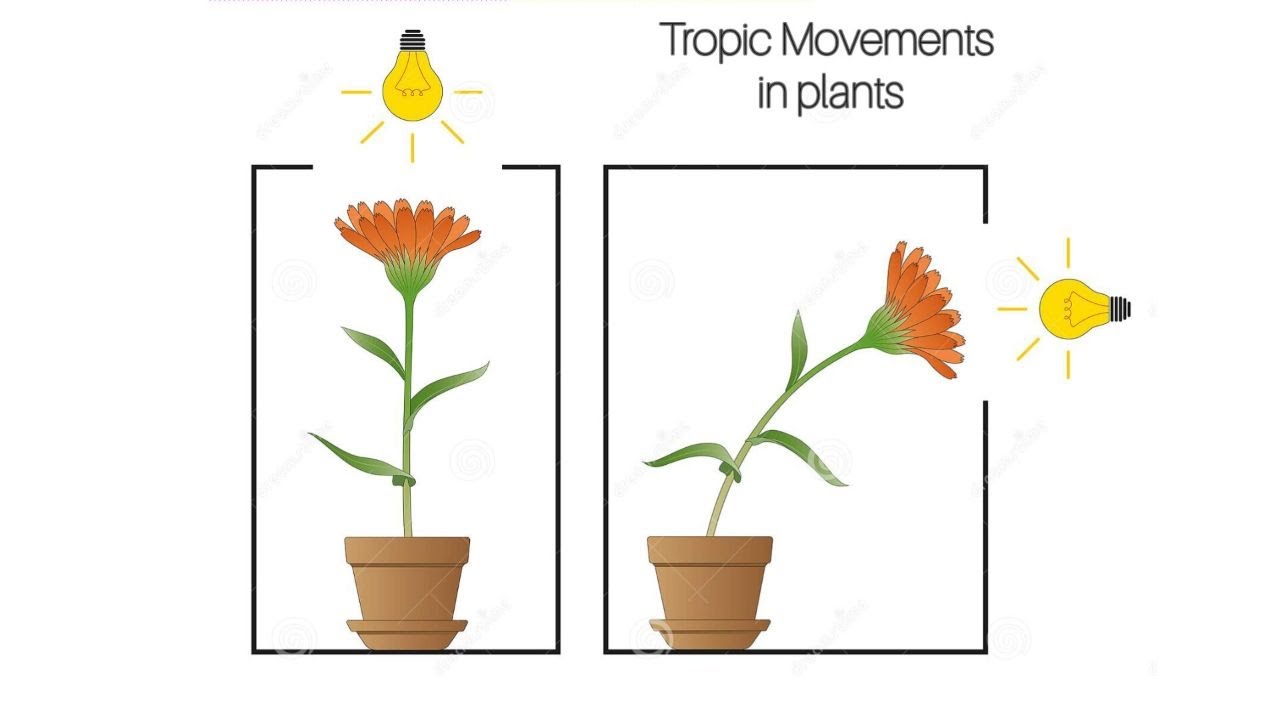 Tropic movements in plants , biology q - YouTube
