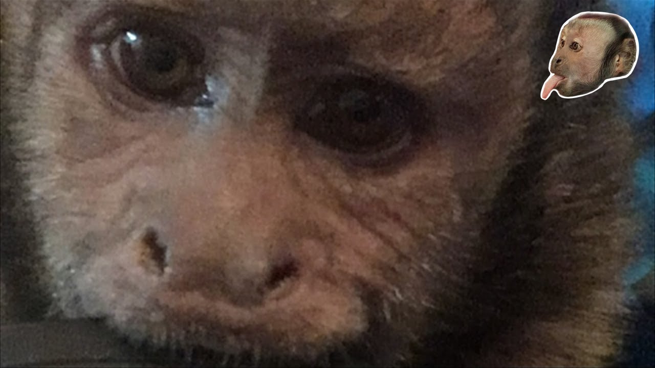 Capuchin Monkey Concert! - YouTube