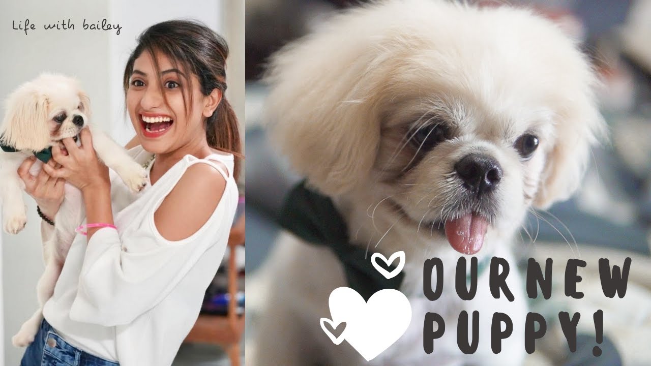 Life With Bailey ️ || Our New Puppy || Malayalam VLOG || LAYONA - YouTube