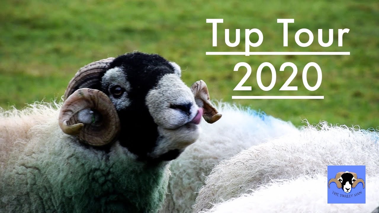 Farming Life S2E45- Swaledale Tup Tour 2020 - YouTube