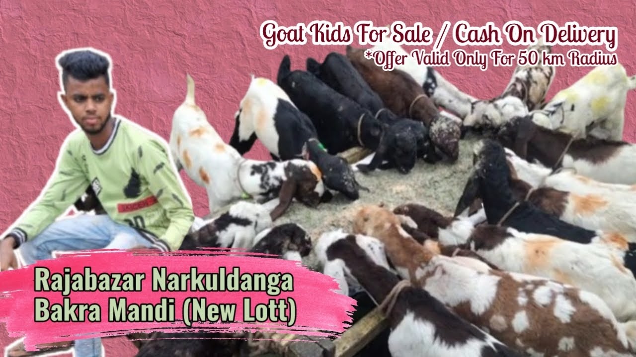 raja bazar bakra mandi 2023 | kolkata goat haat | narkeldanga goat ...
