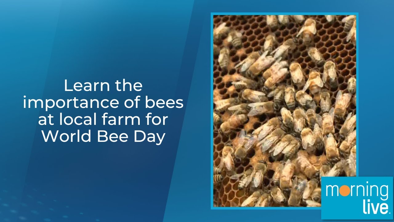 Learn the importance of bees at local farm for World Bee Day - YouTube