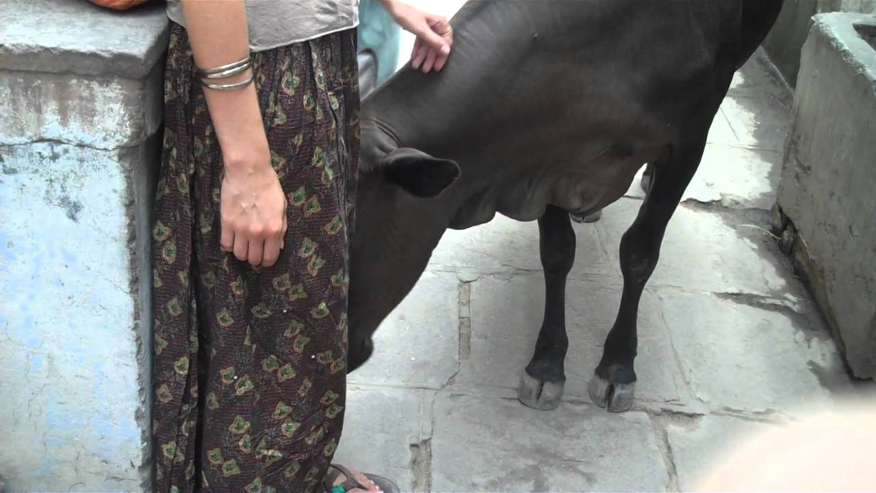 Super friendly cow - YouTube