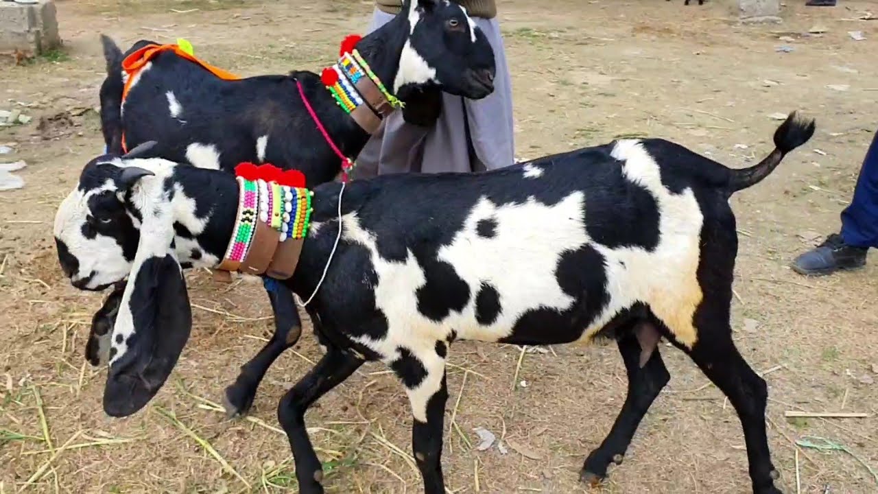 Top Class Desi Beetal Dogli Makhi Cheeni Bakriyan | Bakra Mandi Haripur ...